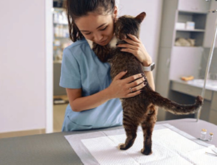 VET-3110 Veterinary Assistant | Surry Community College
