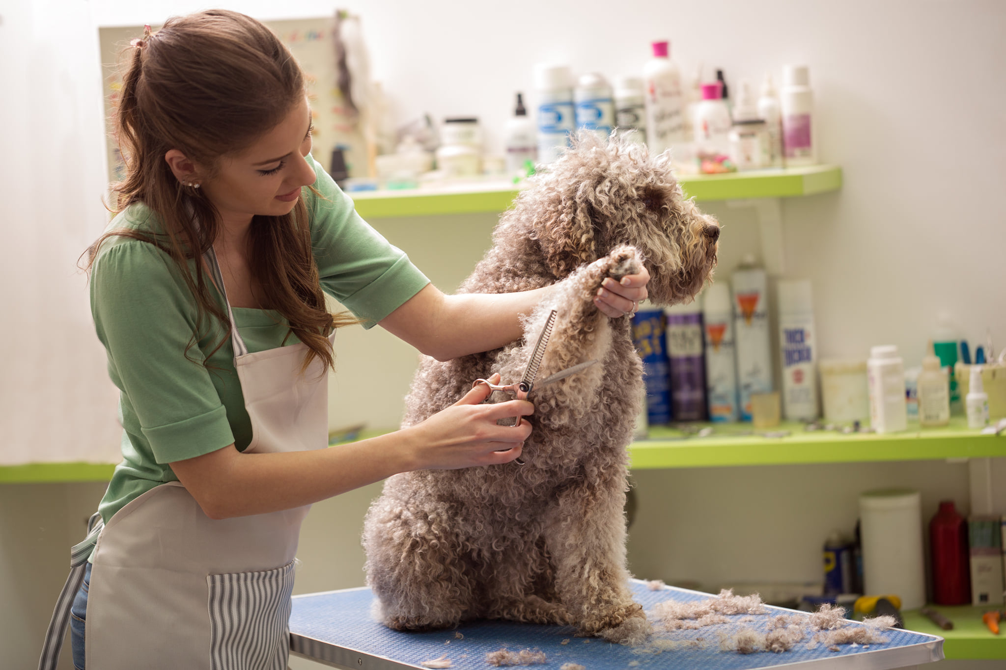 Pet Grooming | Surry Community College